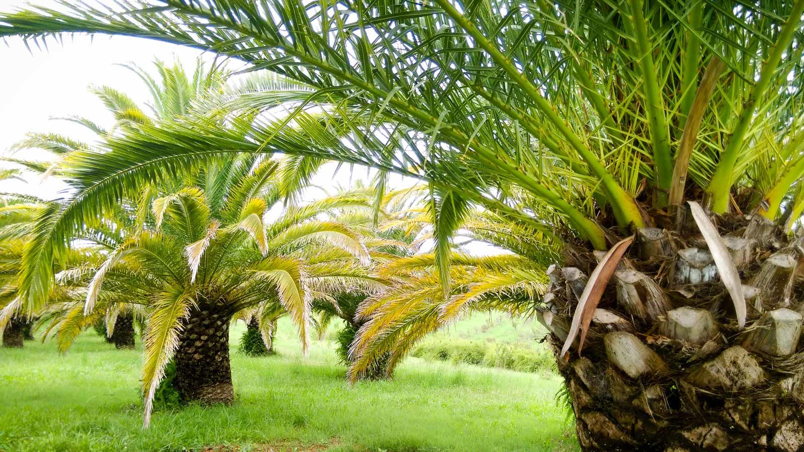 The Benefits of Date Palm Pollen, a Bee Keeper’s Story – Balqees.co.uk