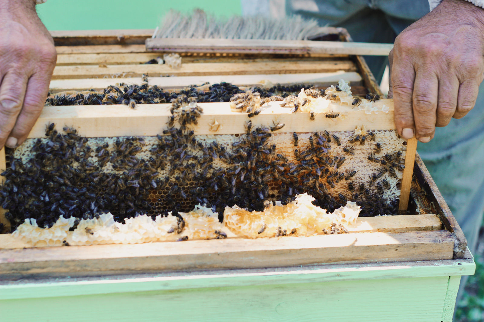 Beekeepers, Keeping it in the Family – Balqees.co.uk