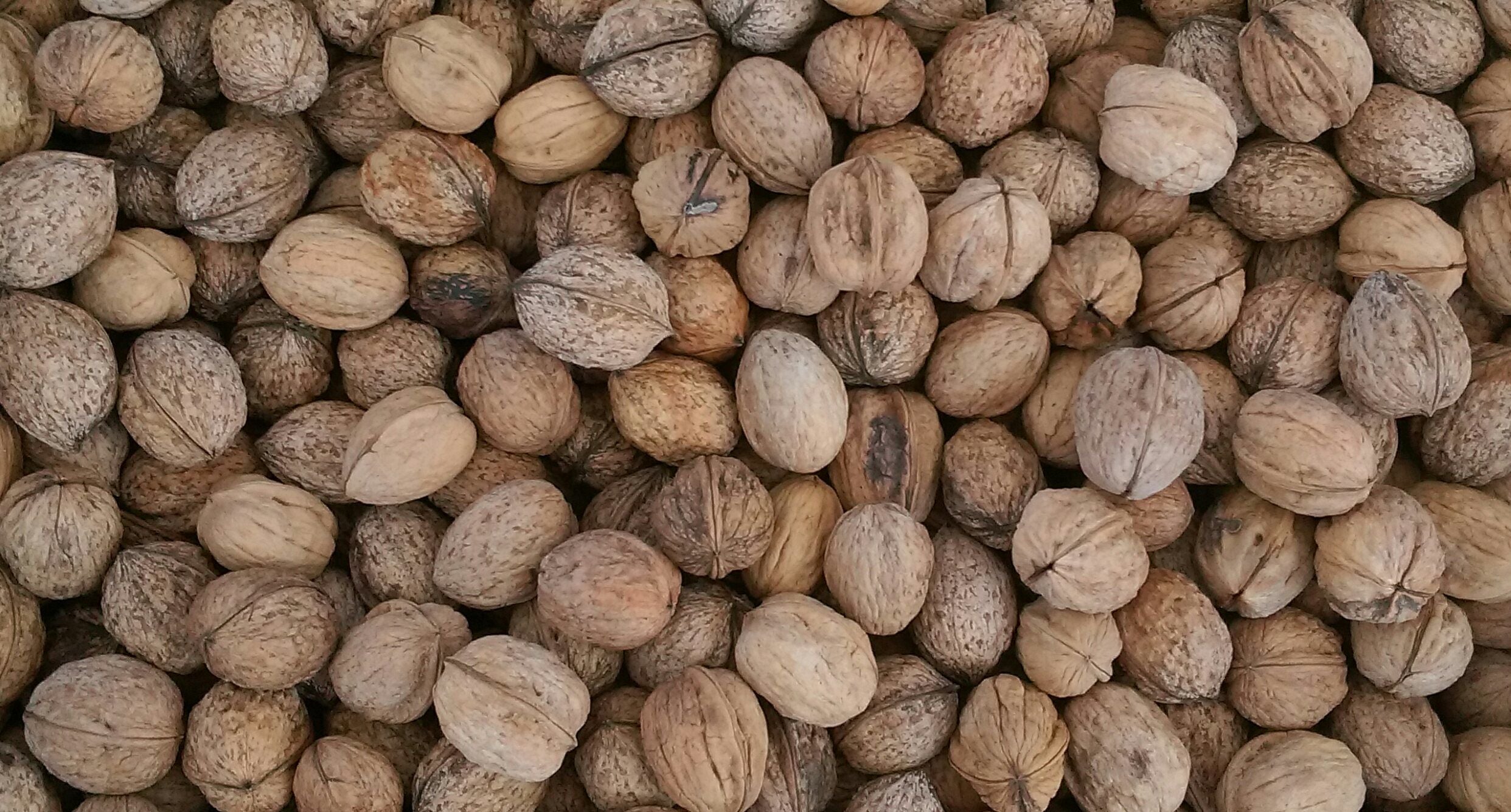 The health benefits of walnuts and raw honey – Balqees.co.uk